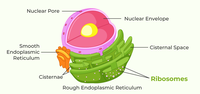 Cell Organelles - GeeksforGeeks