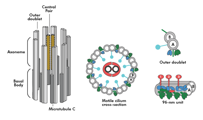 Cell the Unit of Life Class 11 Notes CBSE Biology Chapter 8 - GeeksforGeeks