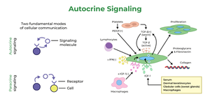 Autocrine Signaling: Definition, Function & Example - GeeksforGeeks