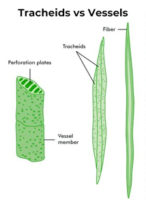 Difference Between Tracheids And Vessels - GeeksforGeeks