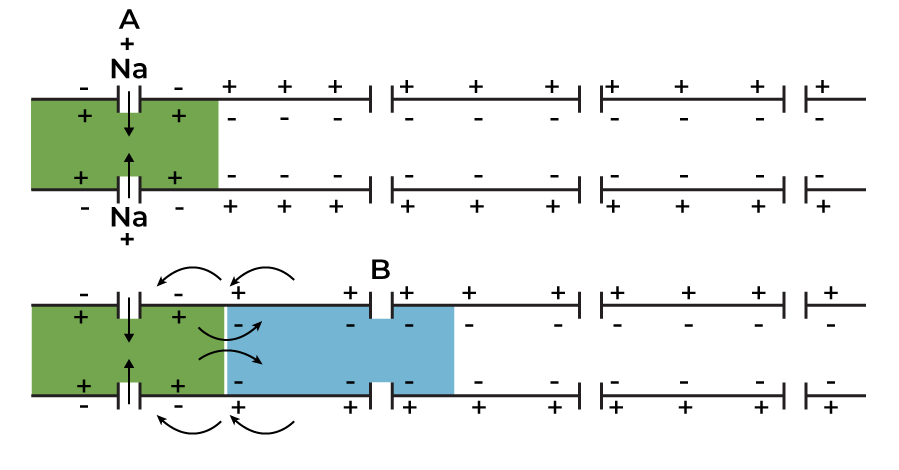 NCERT Solutions for Class 11 Biology Chapter 18 Neural Control and ...