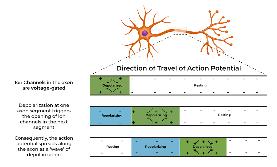 NCERT Solutions for Class 11 Biology Chapter 18 Neural Control and ...