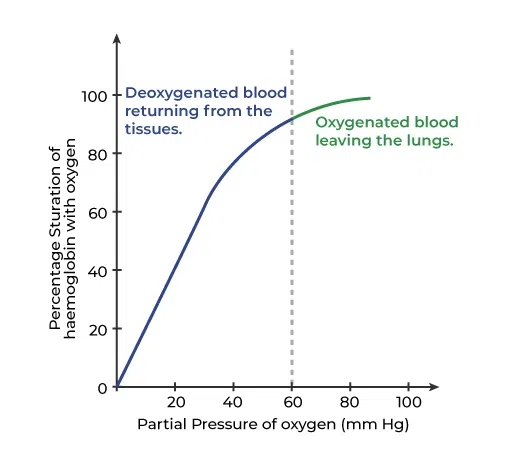 NCERT Solutions of Class 11 Chapter 14 Breathing and Exchange of Gases ...