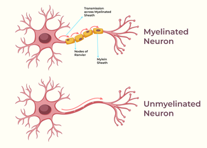Class 11 Biology NCERT Notes Chapter 18 - Neural Control and ...