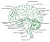 Class 11 Biology NCERT Notes Chapter 18 - Neural Control and ...