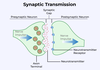 Synaptic Cleft- Anatomy, Structure, Disease & Function - GeeksforGeeks