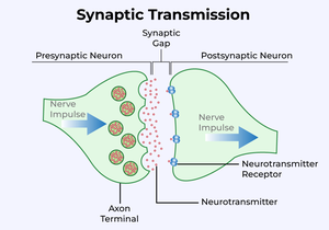 Synaptic Cleft- Anatomy, Structure, Disease & Function - GeeksforGeeks