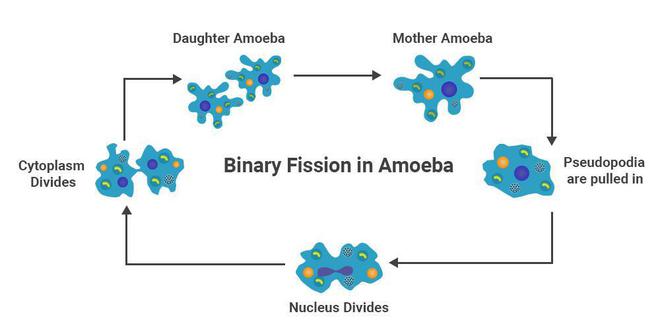 Biological Classification - GeeksforGeeks