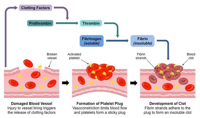 Body Fluids and Circulation - GeeksforGeeks