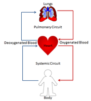 Body Fluids and Circulation - GeeksforGeeks