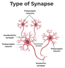 Synaptic Cleft- Anatomy, Structure, Disease & Function - GeeksforGeeks