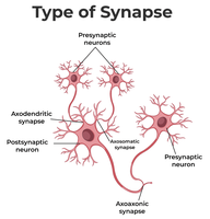 Synaptic Cleft- Anatomy, Structure, Disease & Function - GeeksforGeeks