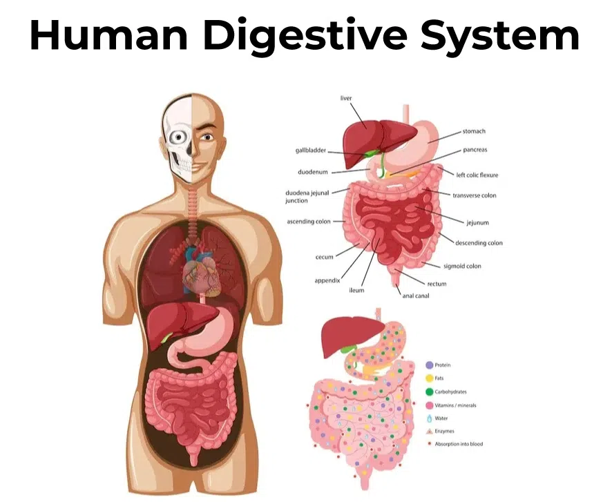 Human Digestive System Anatomy Functions And Diseases GeeksforGeeks