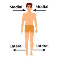 Difference Between Medial and Lateral - GeeksforGeeks