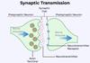 Difference Between Presynaptic Neuron and Postsynaptic Neuron ...