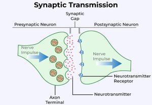 Difference Between Presynaptic Neuron and Postsynaptic Neuron ...