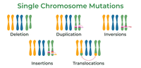 Chromosomal Disorders: Principles of Inheritance And Variation Class12 ...
