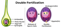 Fertilization in Plants - GeeksforGeeks