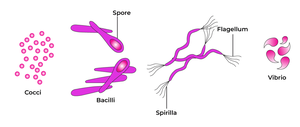 Biological Classification - GeeksforGeeks