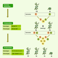 Inherited Traits - GeeksforGeeks