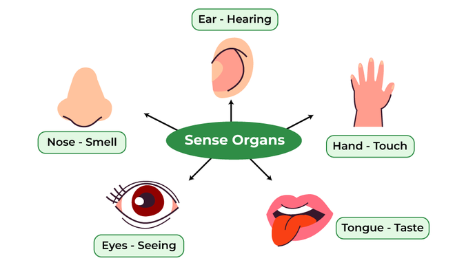 List of Five Sense Organs and Their Functions - GeeksforGeeks