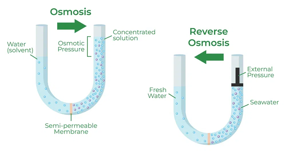Osmosis Definition Types Examples Osmosis Vs Diffusion 50 OFF