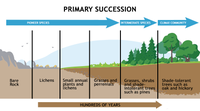 Difference Between Primary And Secondary Succession - GeeksforGeeks