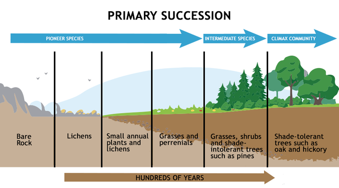 Difference Between Primary And Secondary Succession - GeeksforGeeks