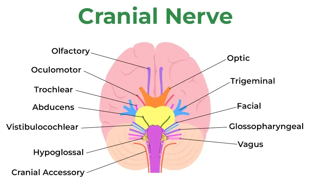 Cranial Nerves Function Anatomy And Location Cranial Nerves Function Anatomy And Location