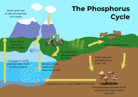Phosphorus Cycle - GeeksforGeeks