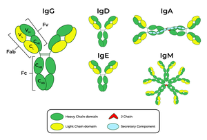 Antibody - Structure, Functions, and Types - GeeksforGeeks