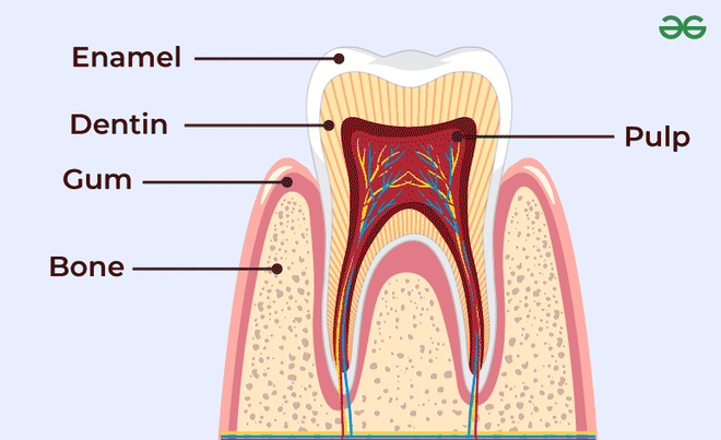 Difference Between Tooth and Teeth - GeeksforGeeks