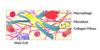 Areolar Connective Tissue | Function and Location - GeeksforGeeks