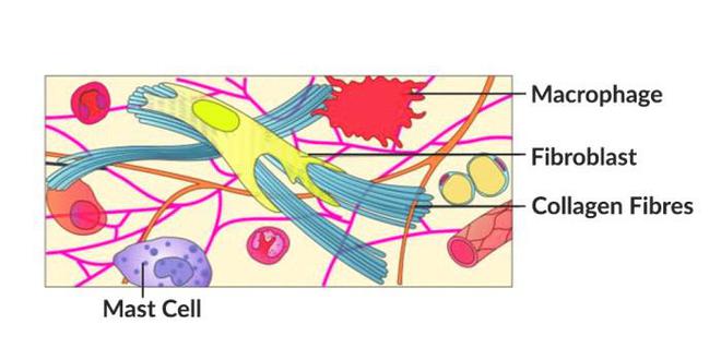 Areolar Connective Tissue | Function and Location - GeeksforGeeks
