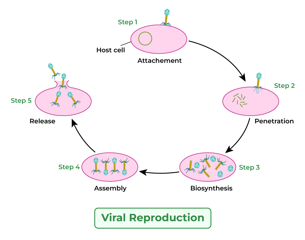 Virus In Biology GeeksforGeeks Virus In Biology GeeksforGeeks