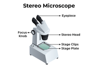 Types of Microscopes - GeeksforGeeks