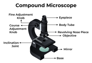 Functions of Microscope - GeeksforGeeks
