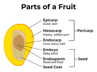 Parts Of Plants, Diagram And Functions - GeeksforGeeks