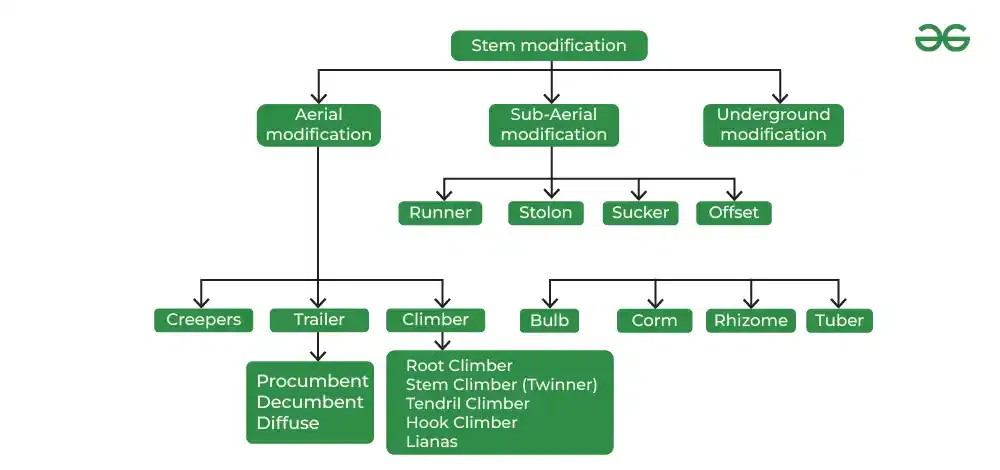 Biology Of Plants - Parts of Plant - Functions & Diagram