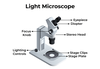 Functions of Microscope - GeeksforGeeks