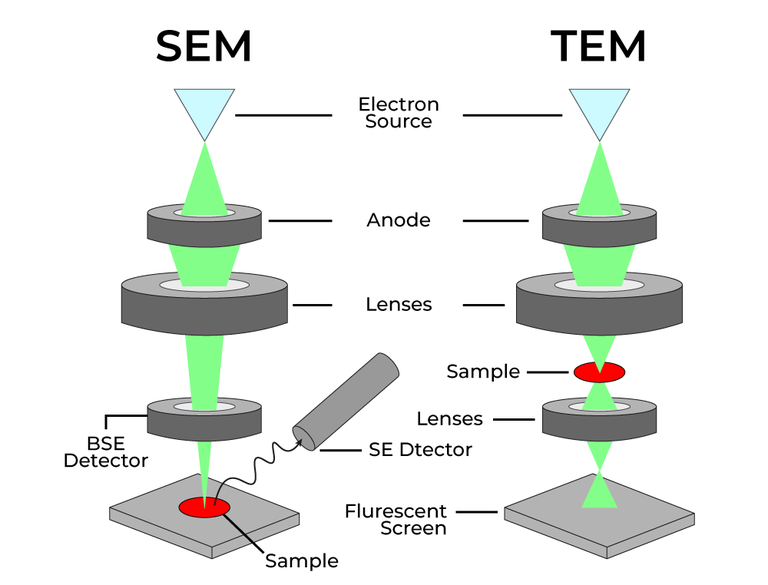 Types of Microscopes - GeeksforGeeks