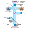 Microscopy - GeeksforGeeks