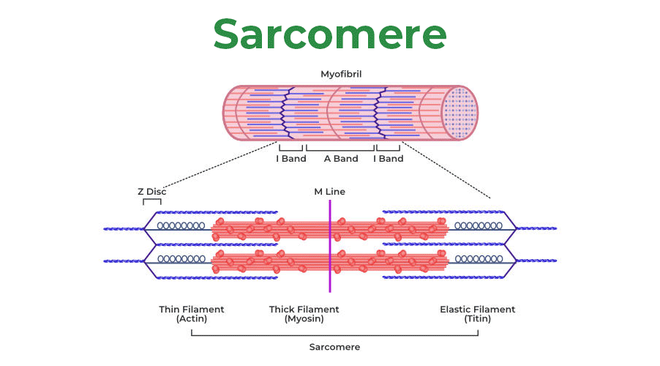 Mechanism of Muscle Contraction - CBSE Class 11 - GeeksforGeeks