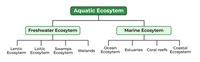 Types of Aquatic Ecosystems And Their Adaptations - GeeksforGeeks