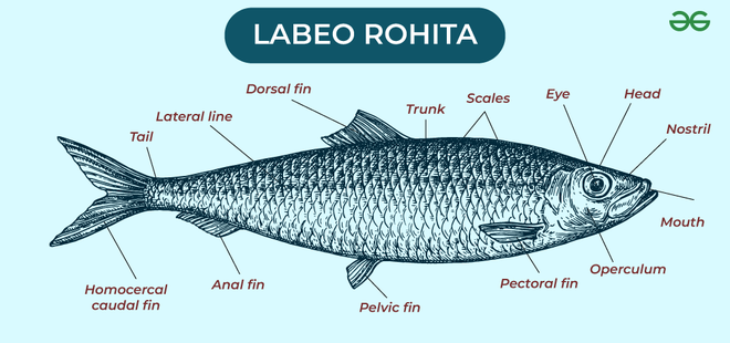 External Morphology of Rohu or Labeo rohita (With Diagram) - GeeksforGeeks