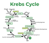 Cellular Respiration - GeeksforGeeks