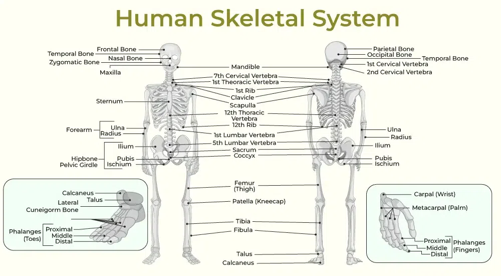 Facts About Skeletal System GeeksforGeeks Facts About Skeletal System GeeksforGeeks
