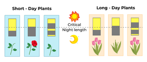 Photoperiodism: Meaning, Process and Examples - GeeksforGeeks