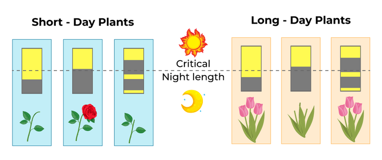 Photoperiodism: Meaning, Process and Examples - GeeksforGeeks