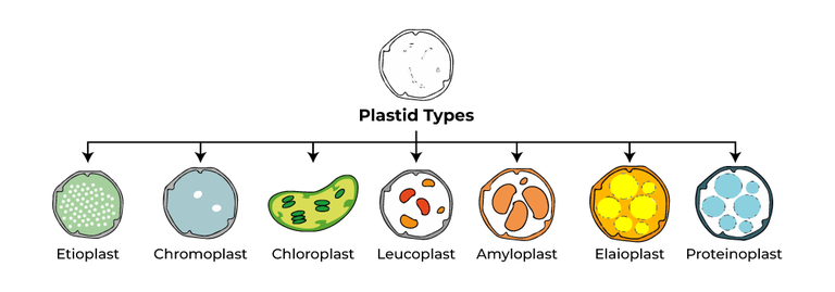 Cell Organelles - GeeksforGeeks